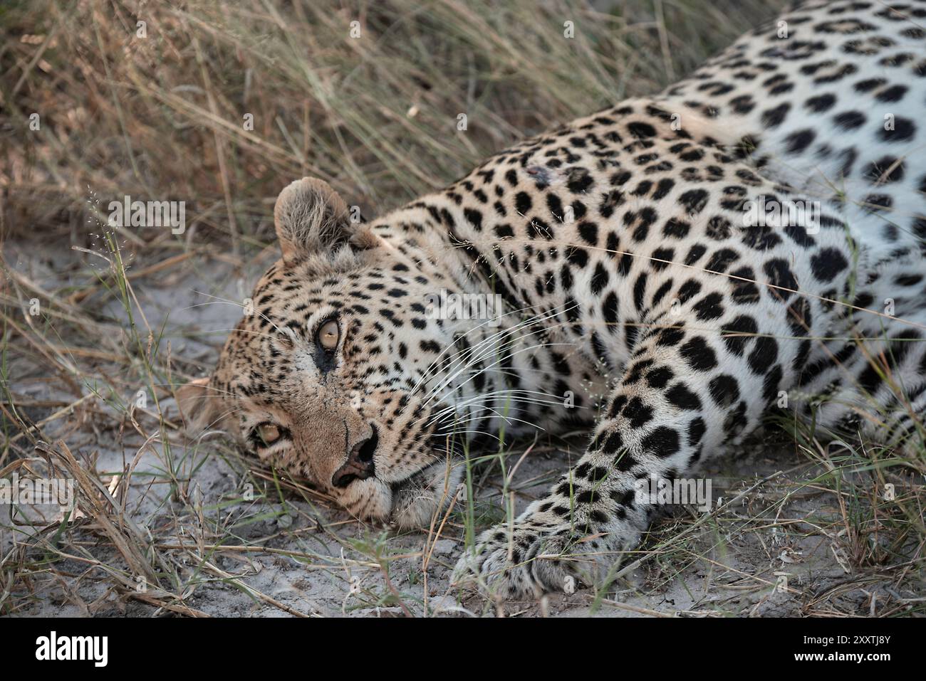 Close up of the face and front limb of a leopard lying down looking up ...