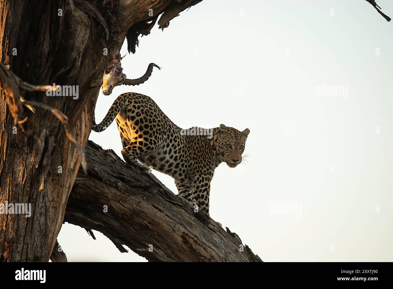 High tree full branches hi-res stock photography and images - Alamy