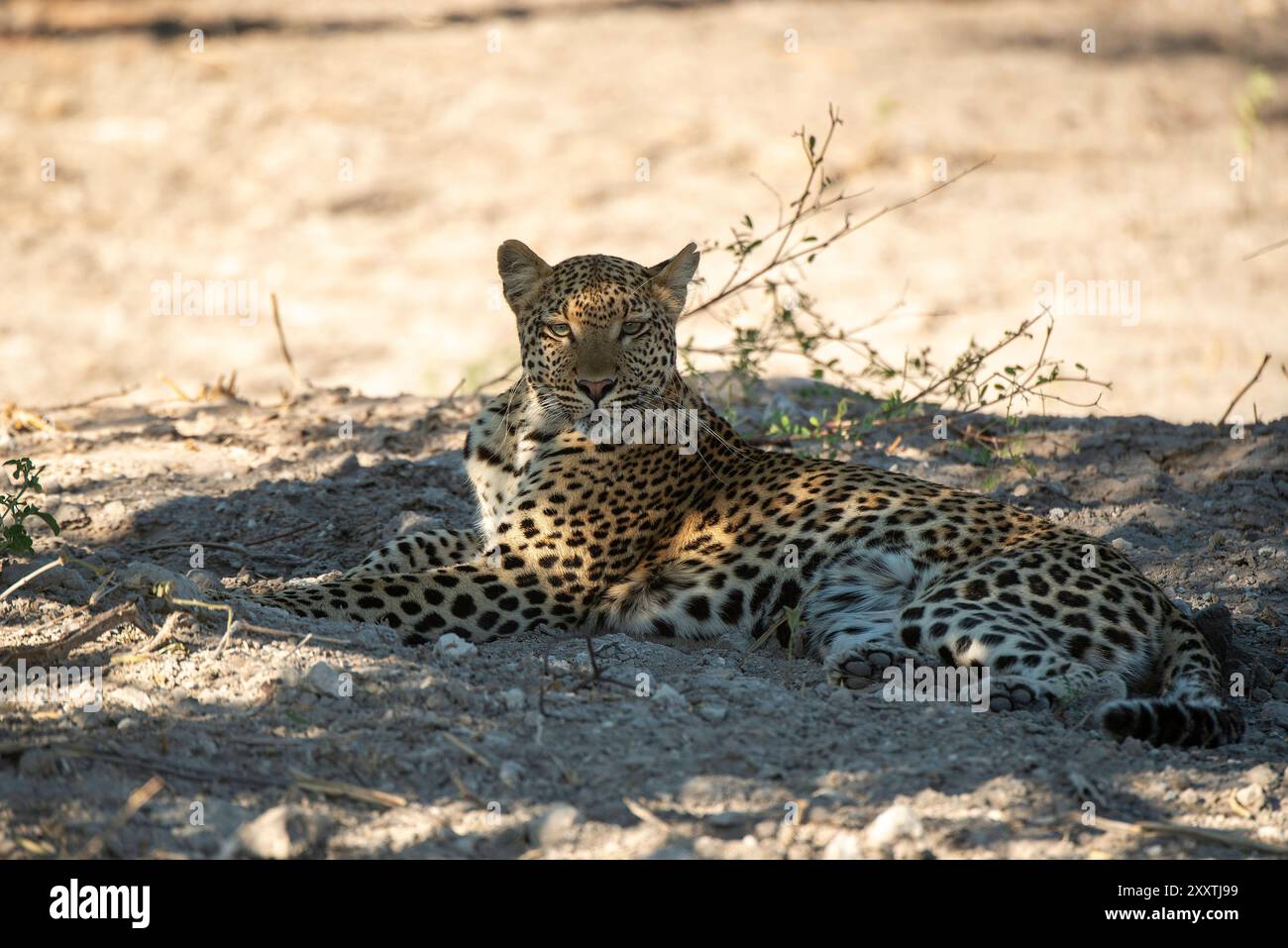 Leopard reclined in the sand looking at the vehicle Stock Photo - Alamy