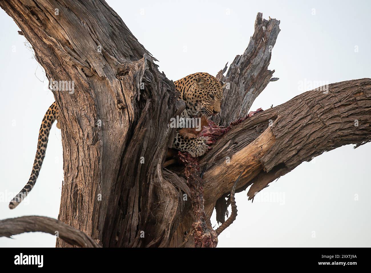 Leopard eating an impala stashed high in the fork of a dry tree Stock ...