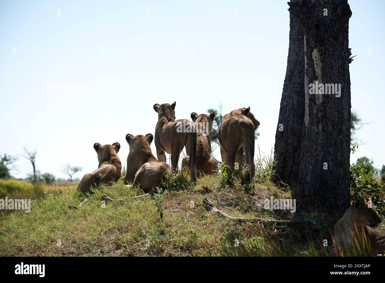 Pride of sub-adult lions standing on a slope hecking out a potential ...