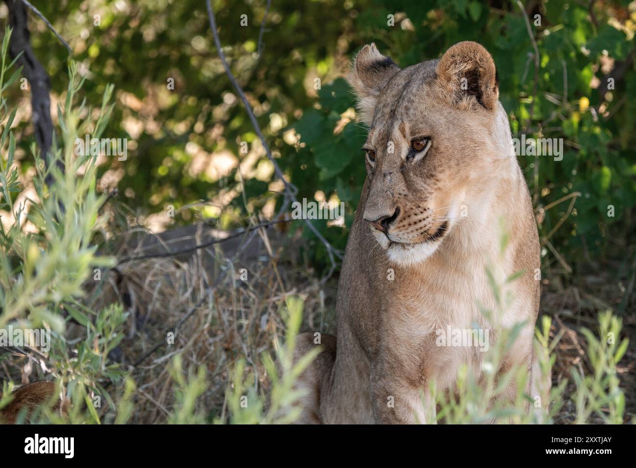Lone lioness sitting upright in the shade of a green tree keeping watch ...