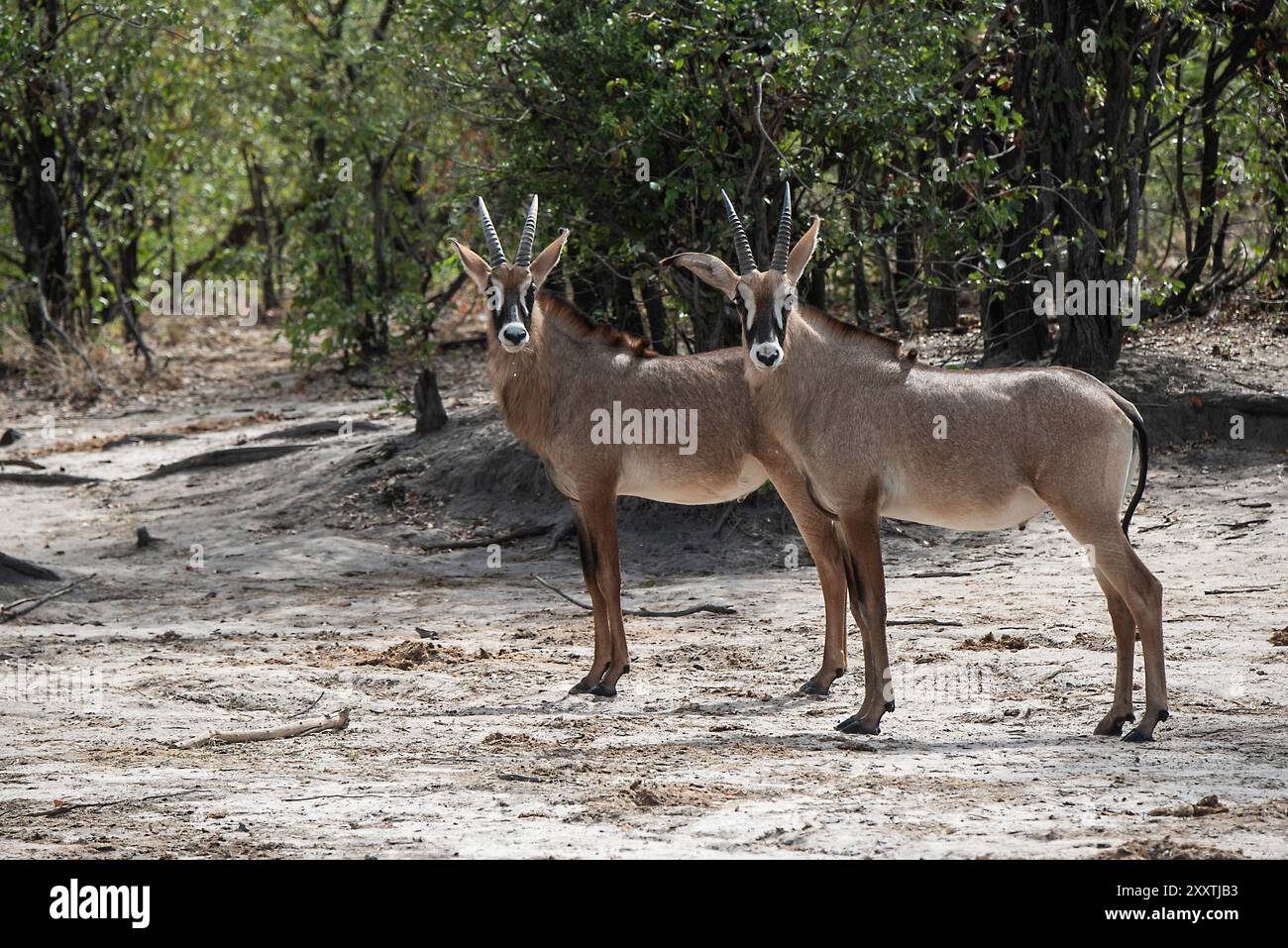 Two Roan Antelope (male and female) standing together observing us ...