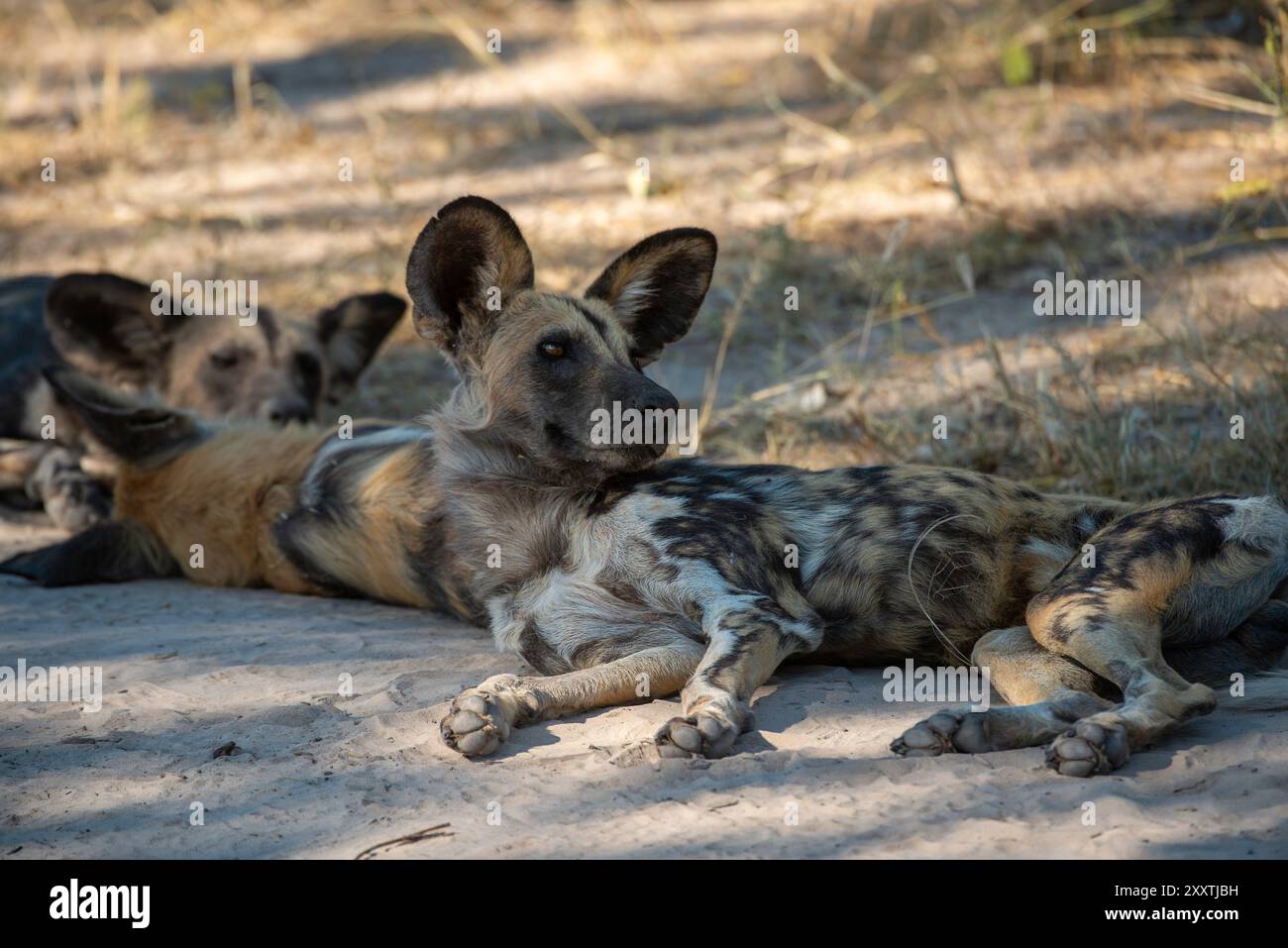 Relaxing wild dogs hi-res stock photography and images - Alamy