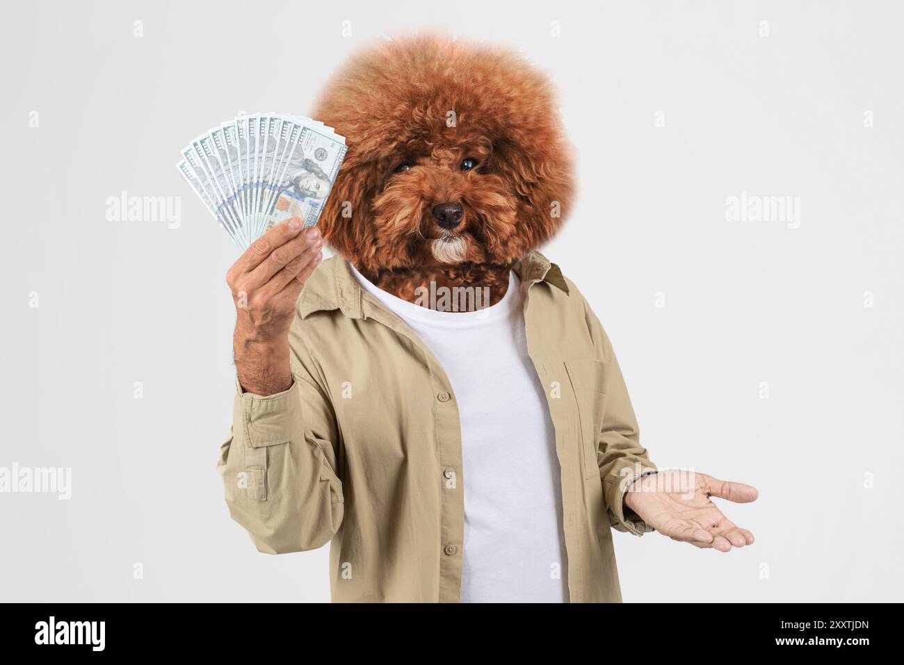 A Playful Dog Holding Cash While Wearing a Casual Outfit Stock Photo ...