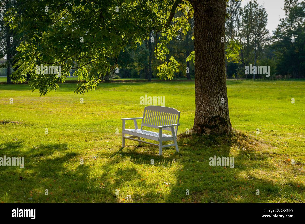 White bench under a tree in the autumn time. The soft evening sun ...