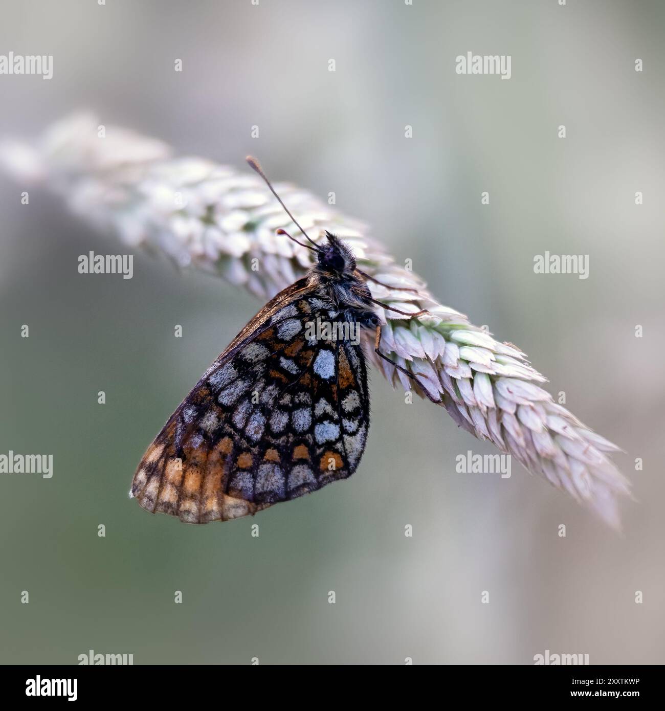 Closeup of underside of resting Heath Fritillary butterfly (Melitaea ...