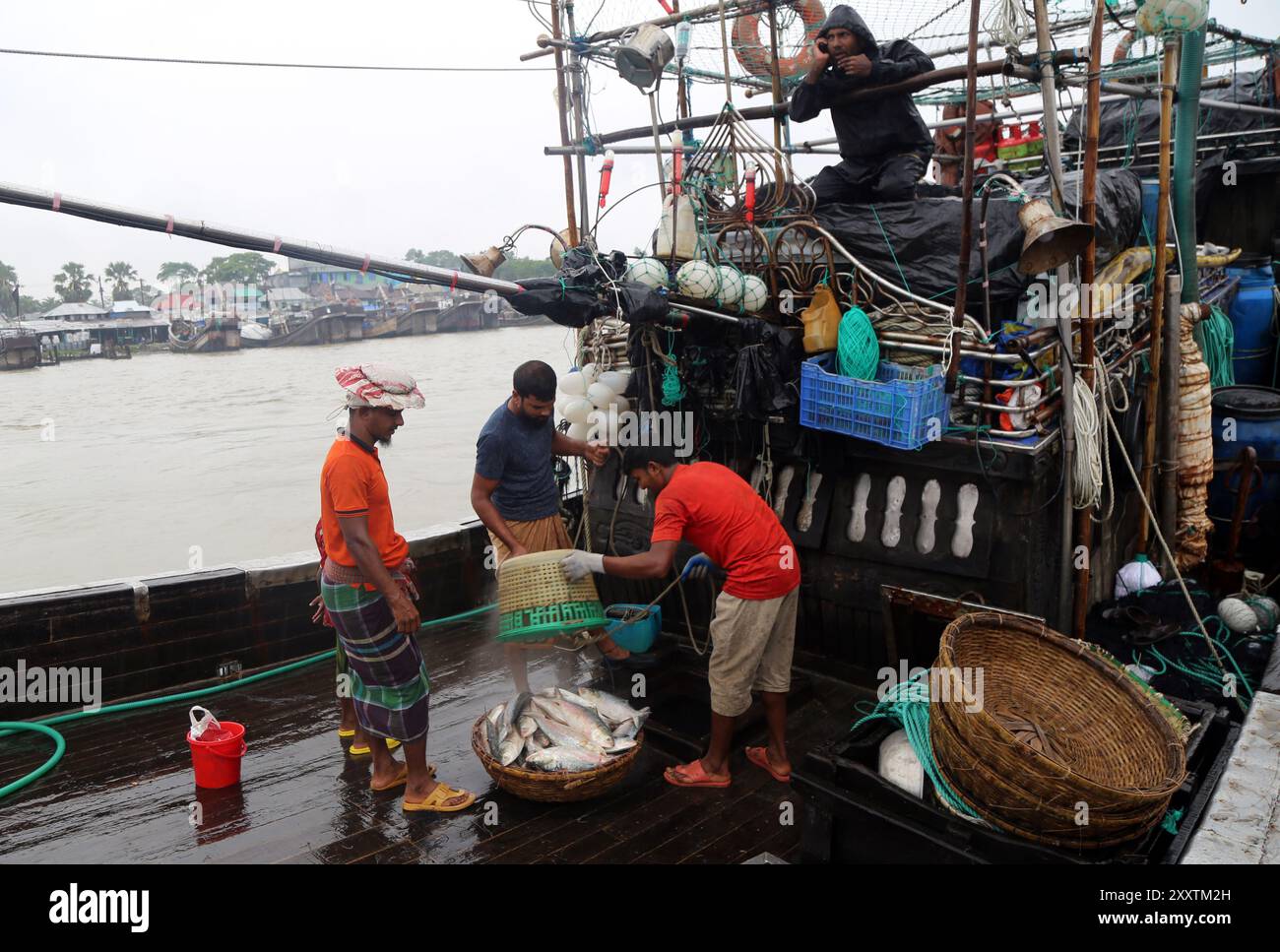 Patuakhali. 26th Aug, 2024. Workers process Hilsa fish at a fish ...