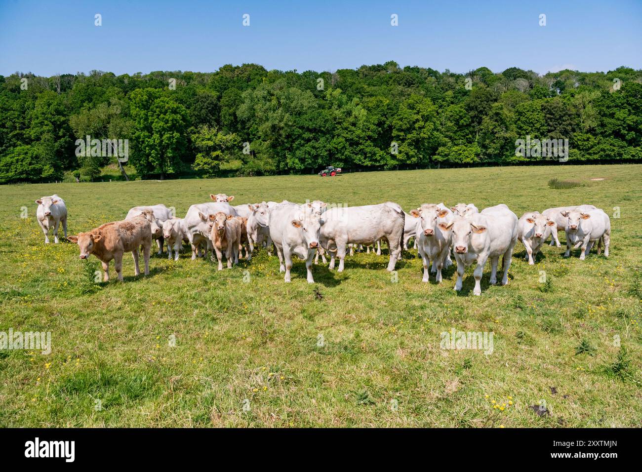 Herd of Charolais cows (or Charolaise) in a field in springtime Stock ...