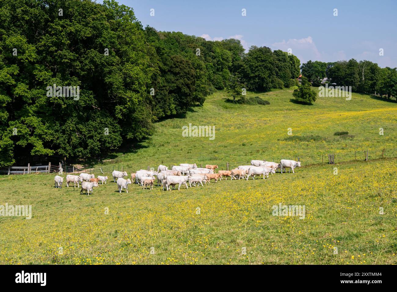 Herd of Charolais cows (or Charolaise) in a field in springtime Stock ...