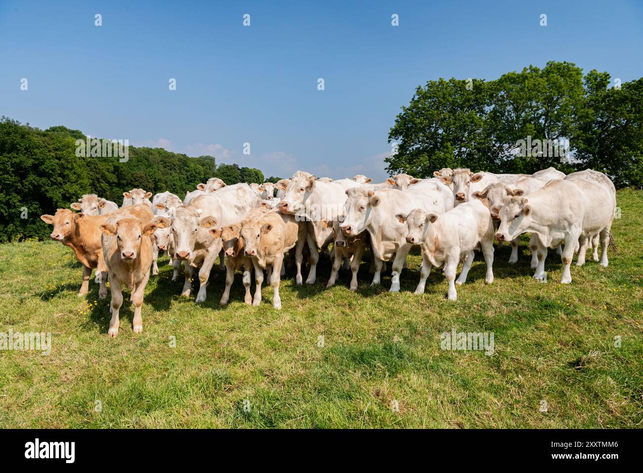 Herd of Charolais cows (or Charolaise) in a field in springtime Stock ...