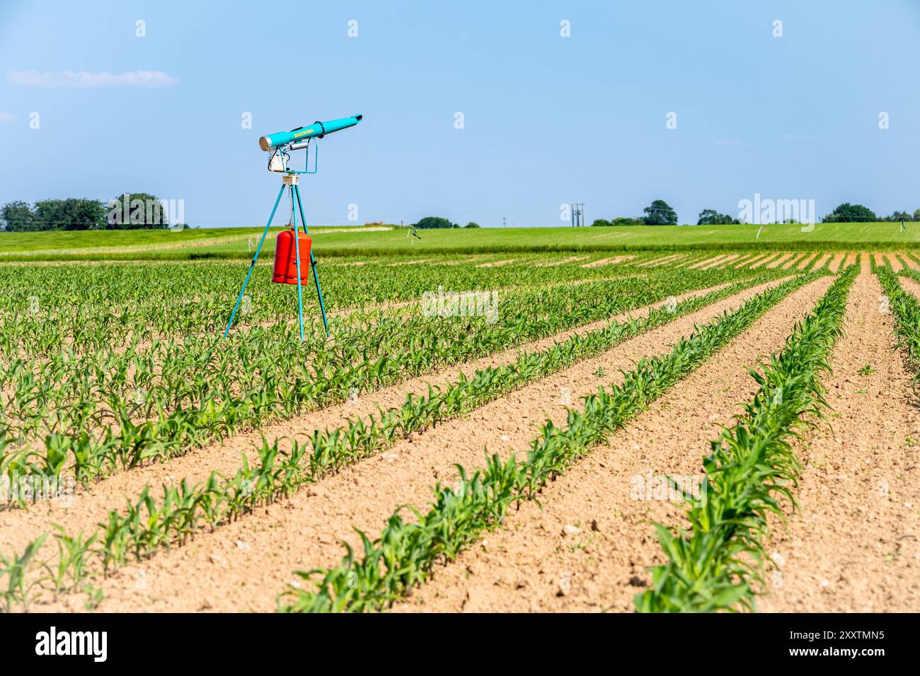 Propane scare cannons to scare away crows and pigeons in a cornfield ...