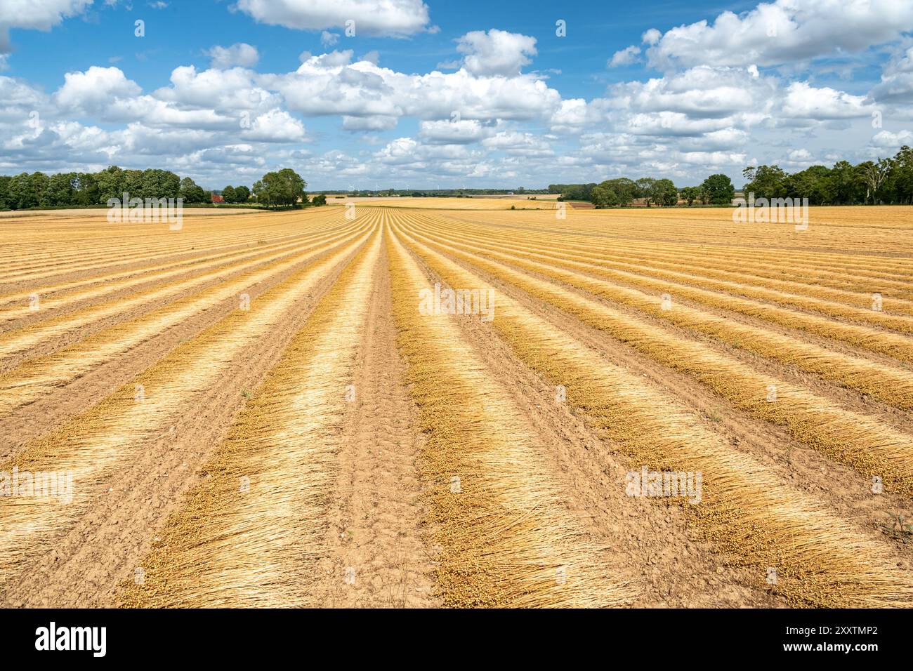 Flax retting in a field in summer in Rocquemont (northern France), July ...