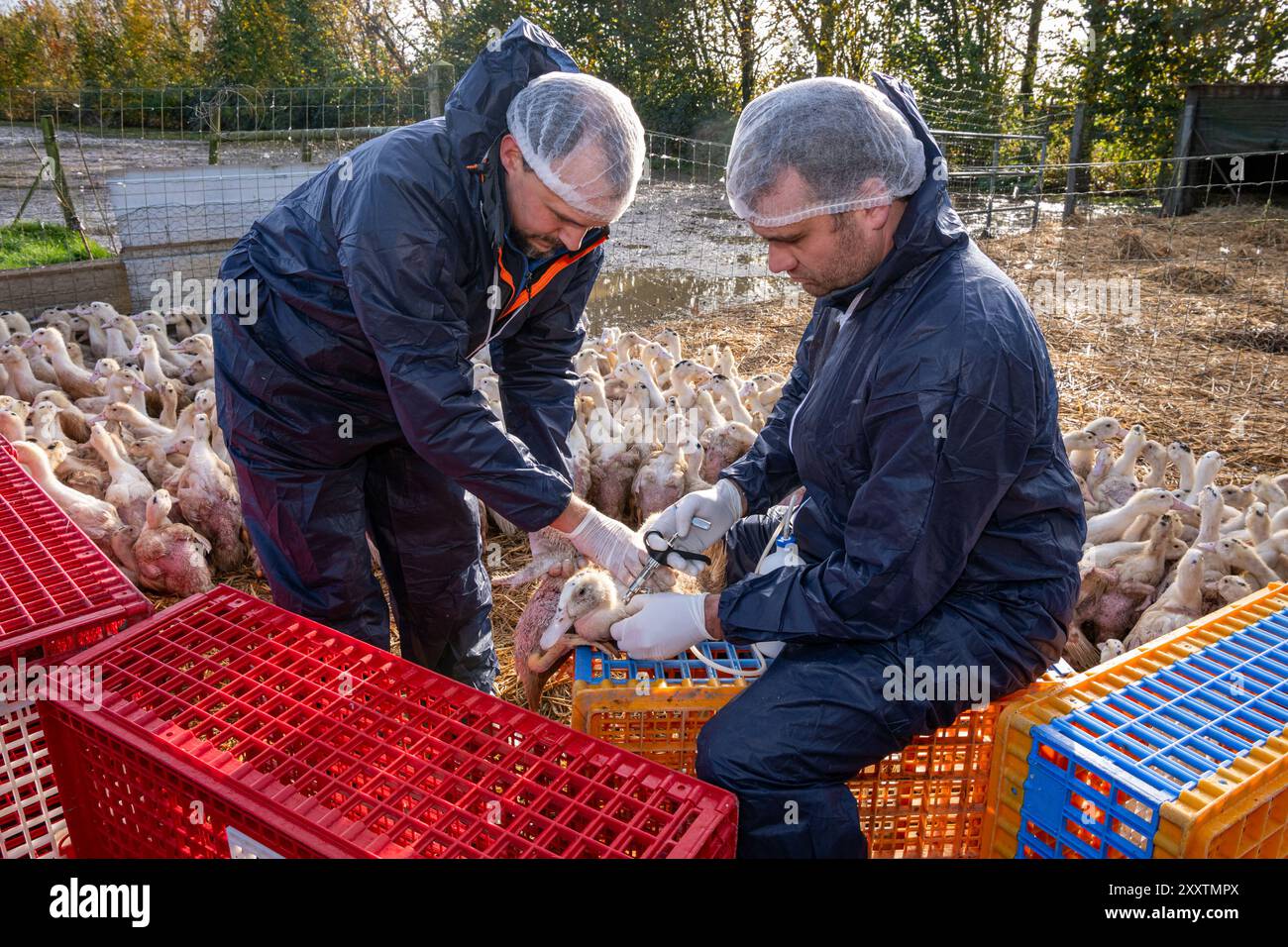Duck vaccination plan against avian flu in outdoor pens, first ...