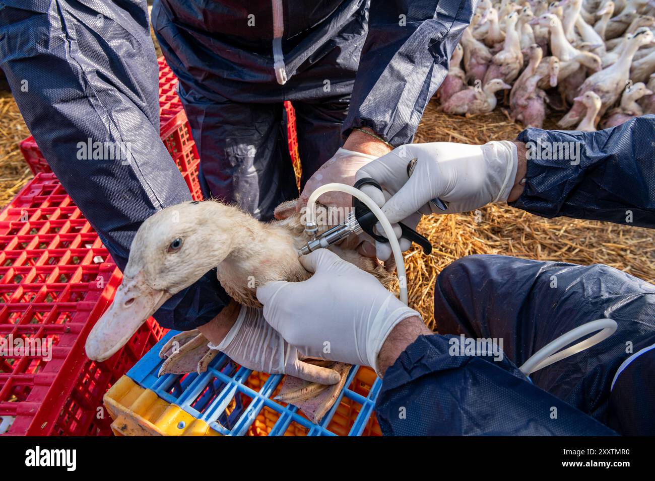 Duck vaccination plan against avian flu in outdoor pens, first ...
