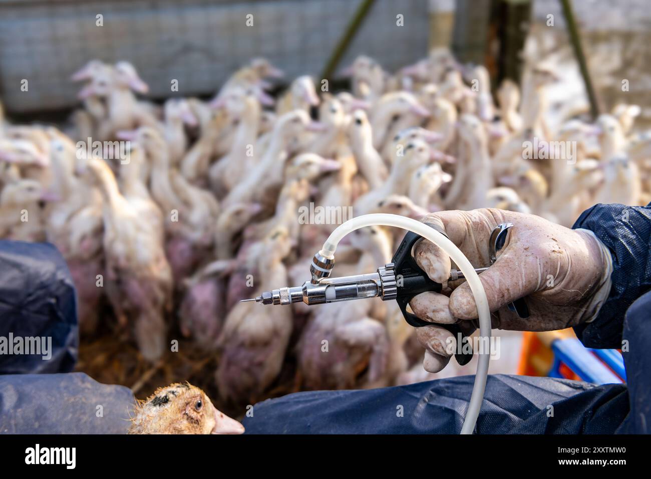 Duck vaccination plan against avian flu in outdoor pens, first ...