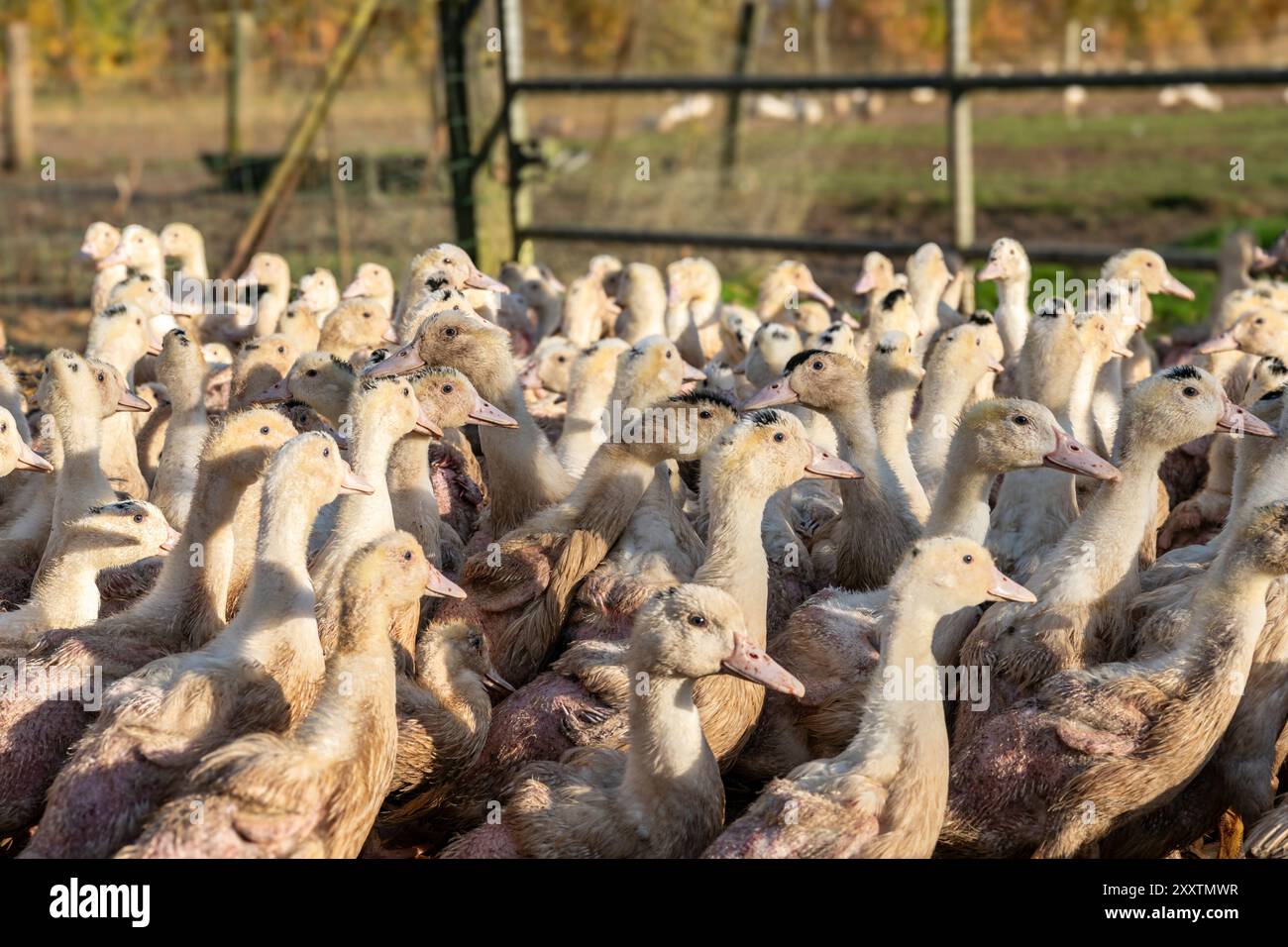 Breeding of mulard ducks for fattening and foie gras production in ...