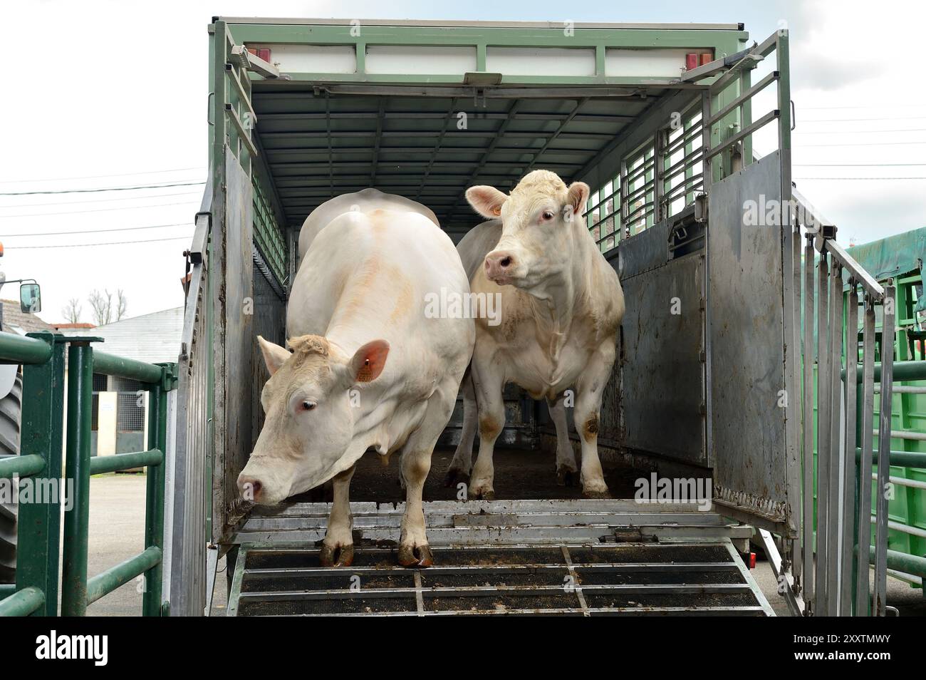 Transporting cattle for a butcher's competition in Forges-les-Eaux ...