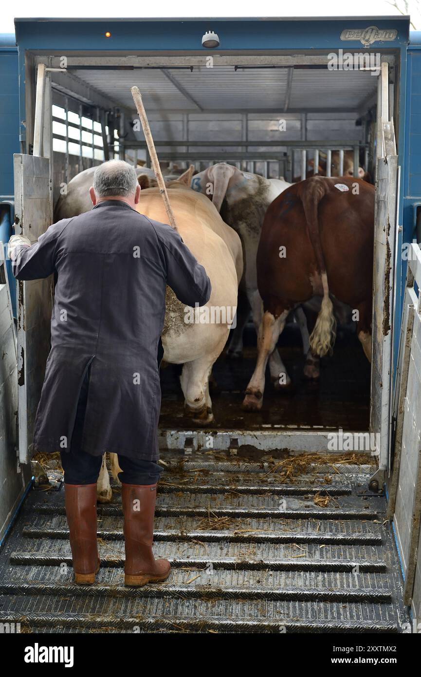 Transporting cattle for a butcher's competition in Forges-les-Eaux ...