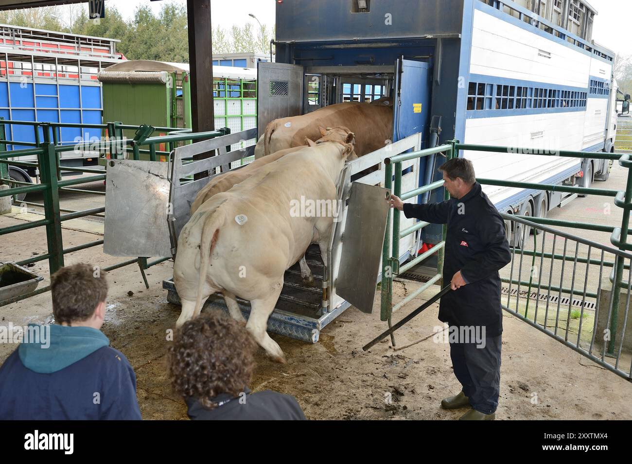 Transporting cattle for a butcher's competition in Forges-les-Eaux ...