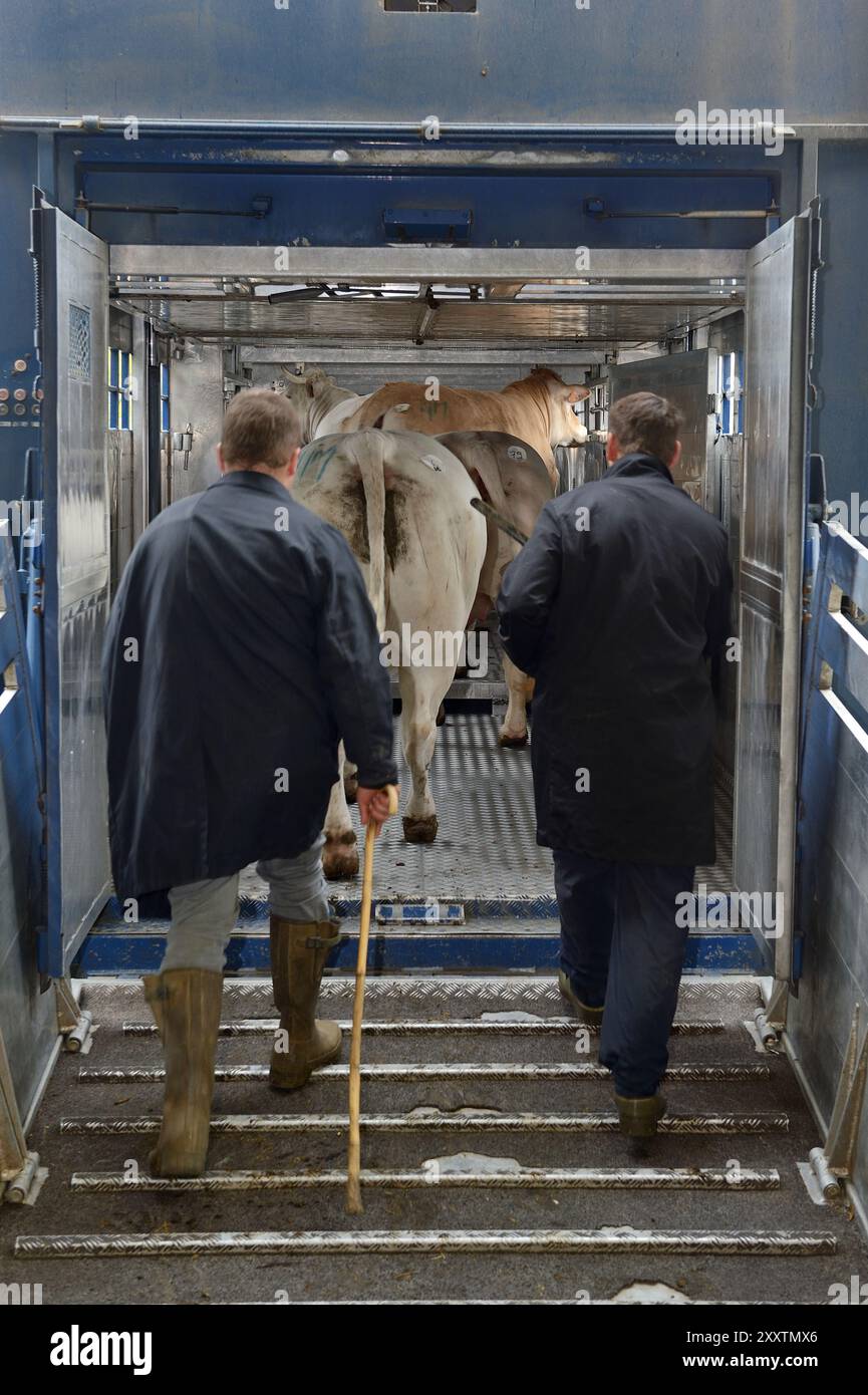 Transporting cattle for a butcher's competition in Forges-les-Eaux ...