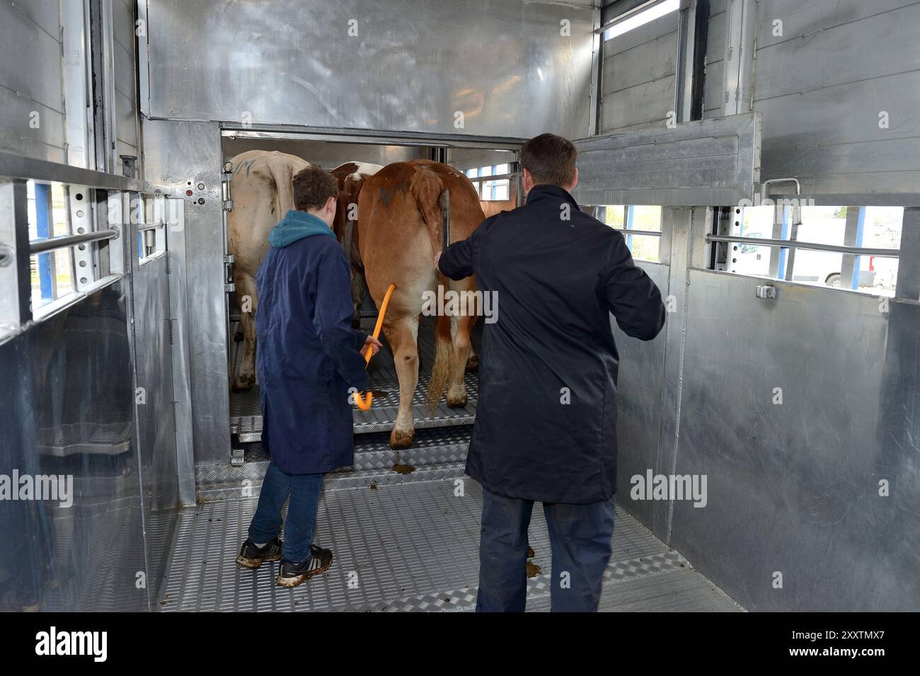 Transporting cattle for a butcher's competition in Forges-les-Eaux ...