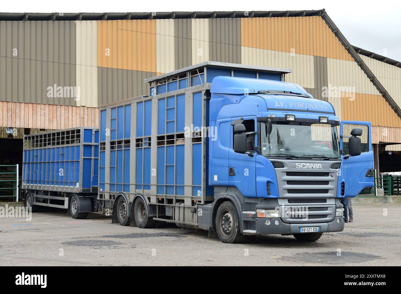 Transporting cattle for a butcher's competition in Forges-les-Eaux ...