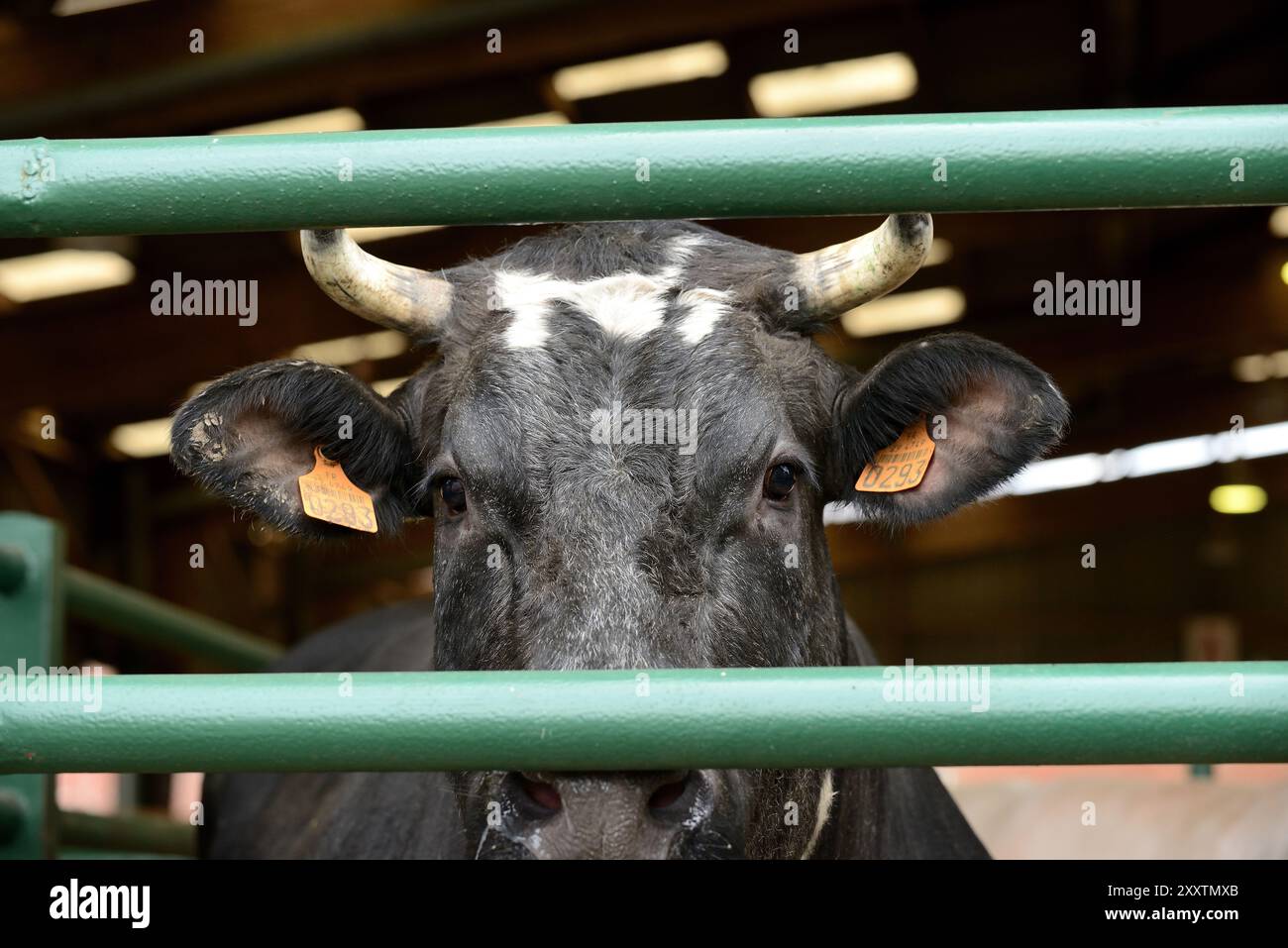 Livestock transport, animal transport: view of a bovine through the ...