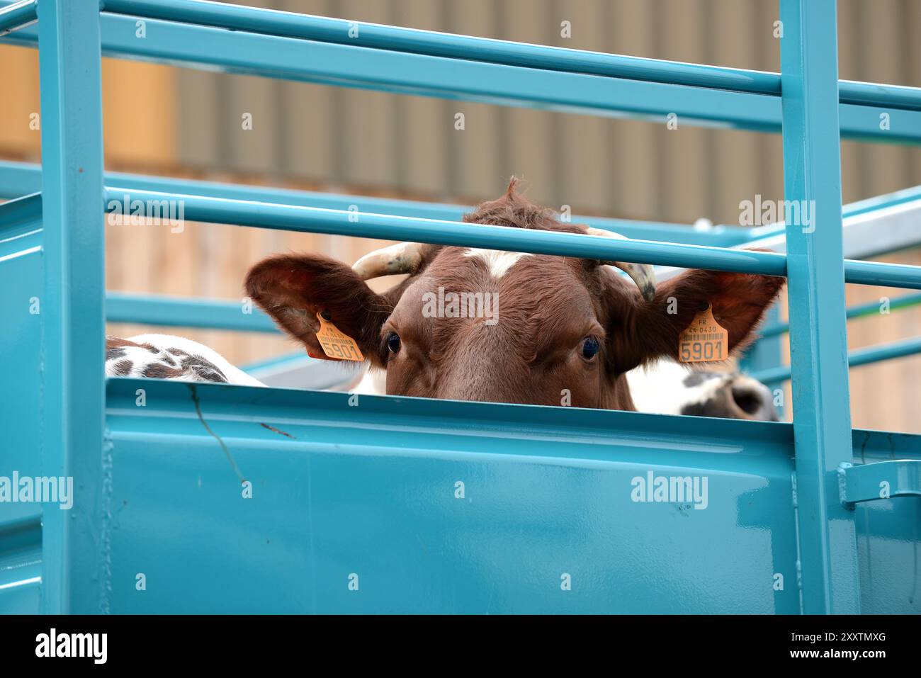 Livestock transport, animal transport: view of a bovine through the ...