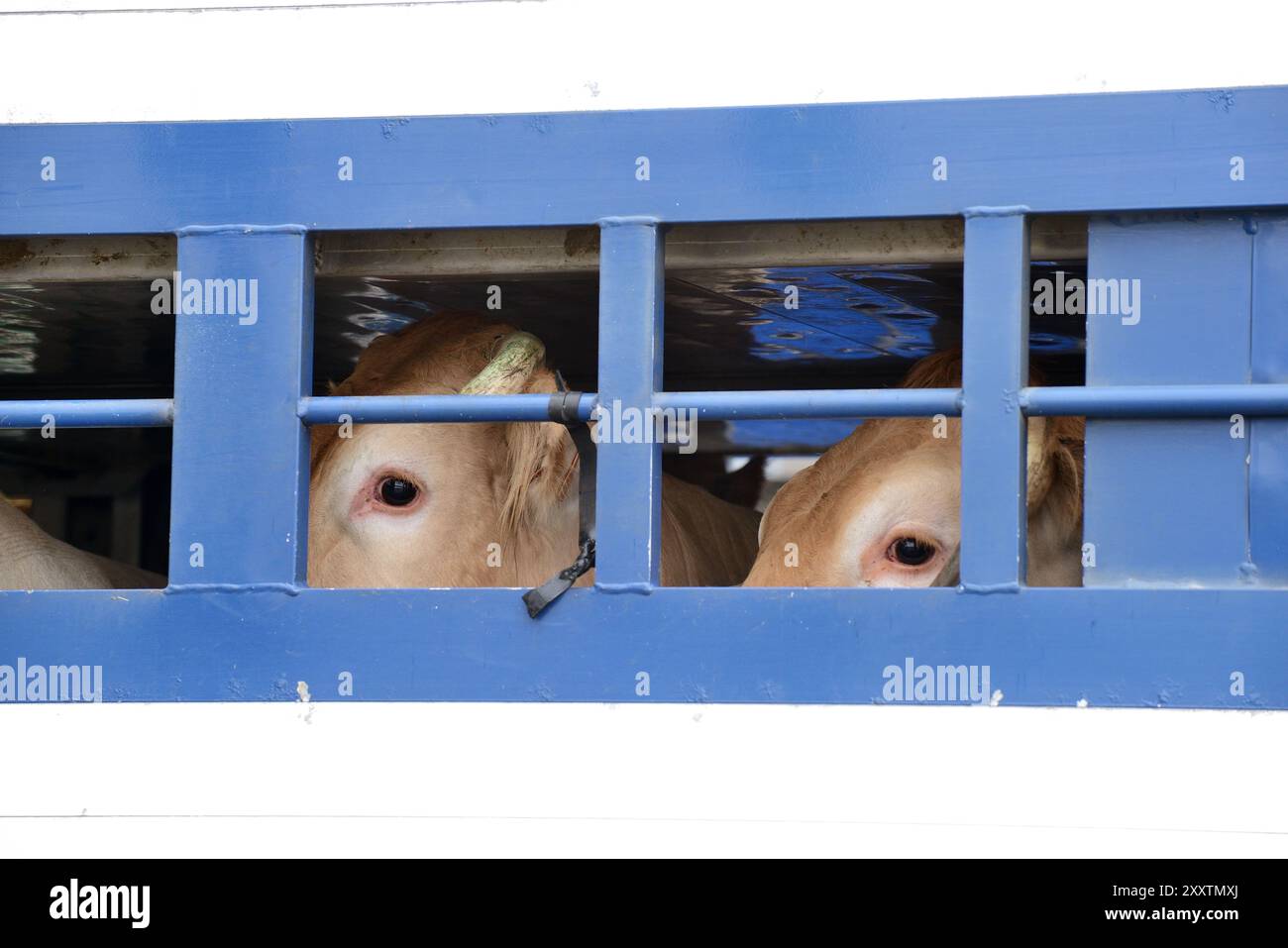 Cattle livestock cow cows animal truck trucks transport hi-res stock ...