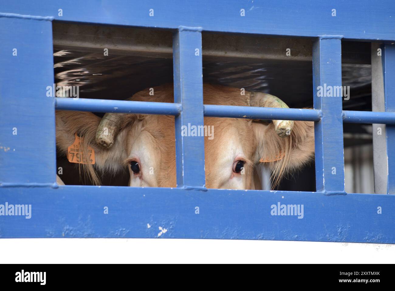 Livestock transport, live animal transport: view of a bovine through ...