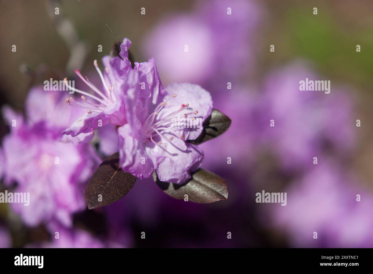 Purple Azalea flowers in bloom at a PA state park Stock Photo - Alamy