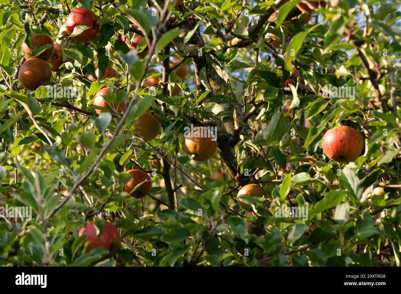 Apple tree with ripe apples, close-up Stock Photo - Alamy