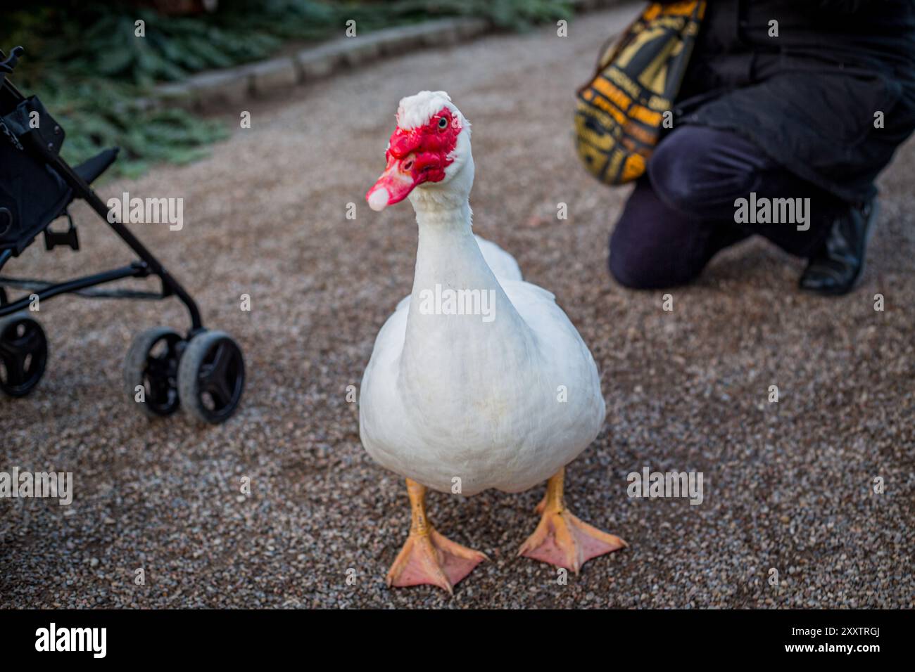 White face tree duck hi-res stock photography and images - Alamy