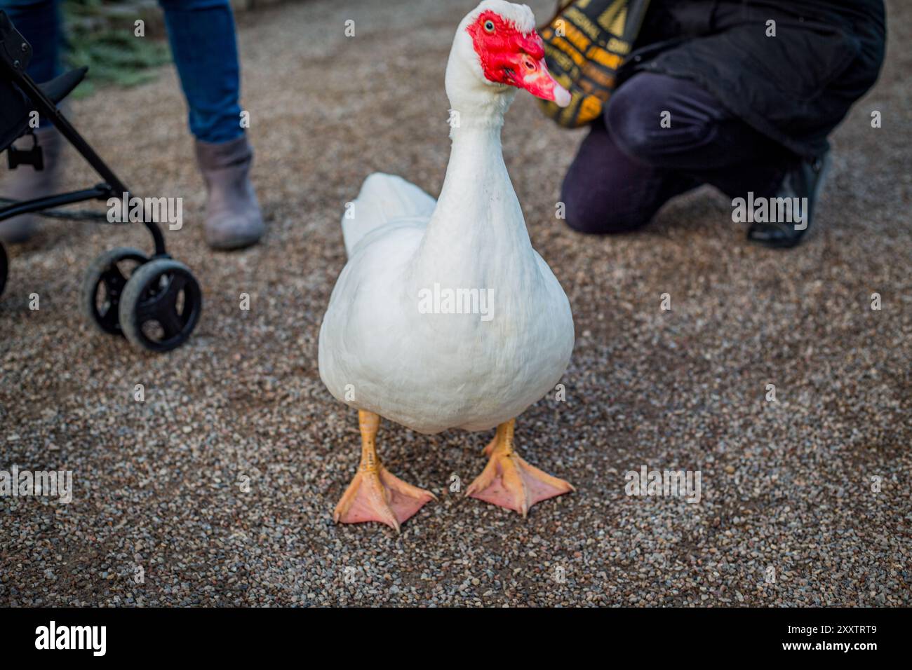White duck with red face Stock Photo - Alamy