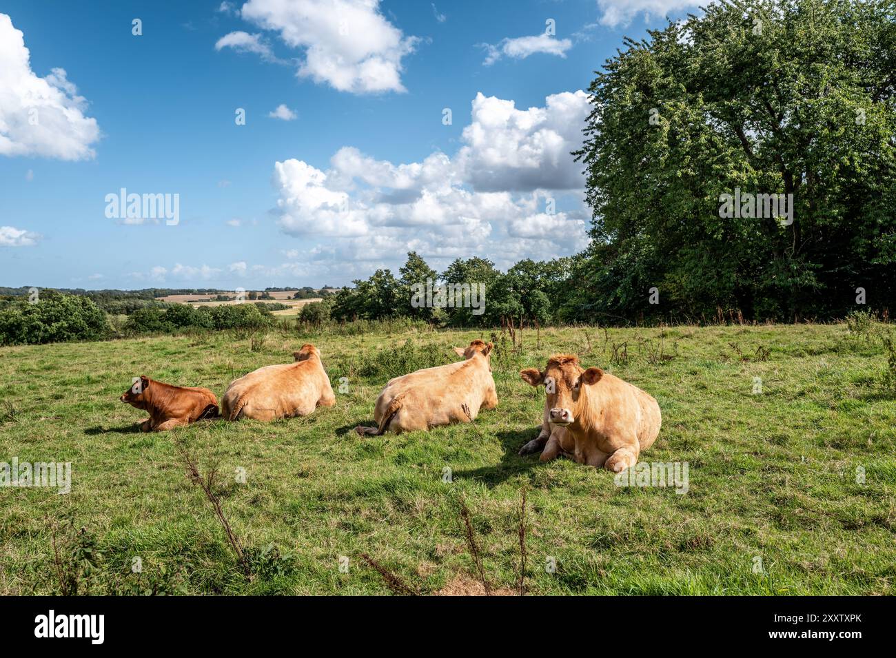 Fields around the city of Hedensted in Jutland, Denmark Stock Photo - Alamy