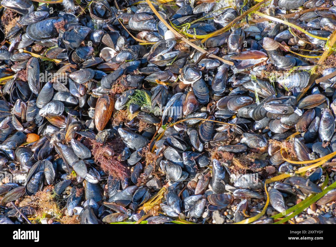 group of open mussels on the beach, closeup of mussels Stock Photo - Alamy