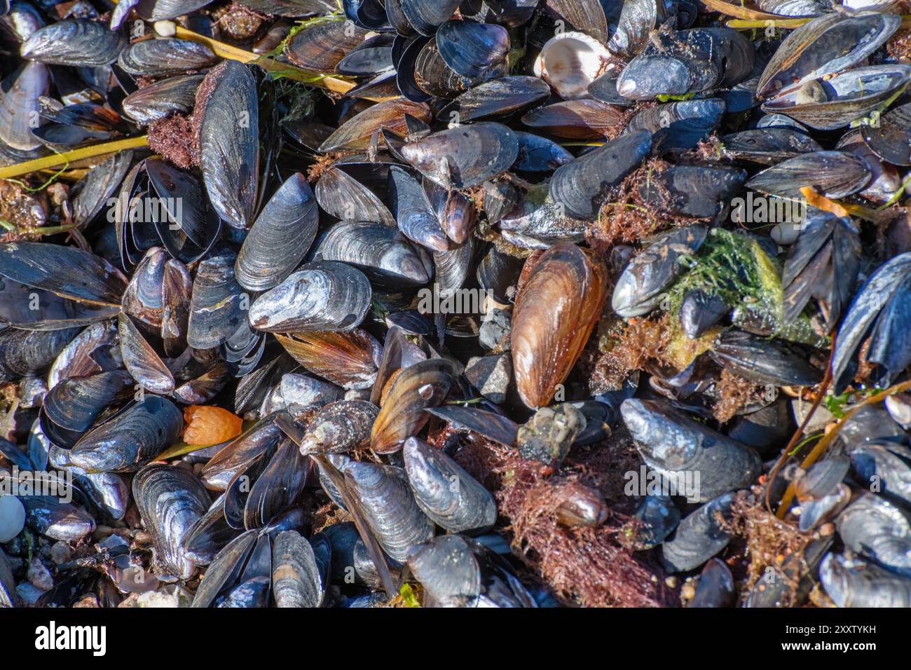 group of open mussels on the beach, closeup of mussels Stock Photo - Alamy