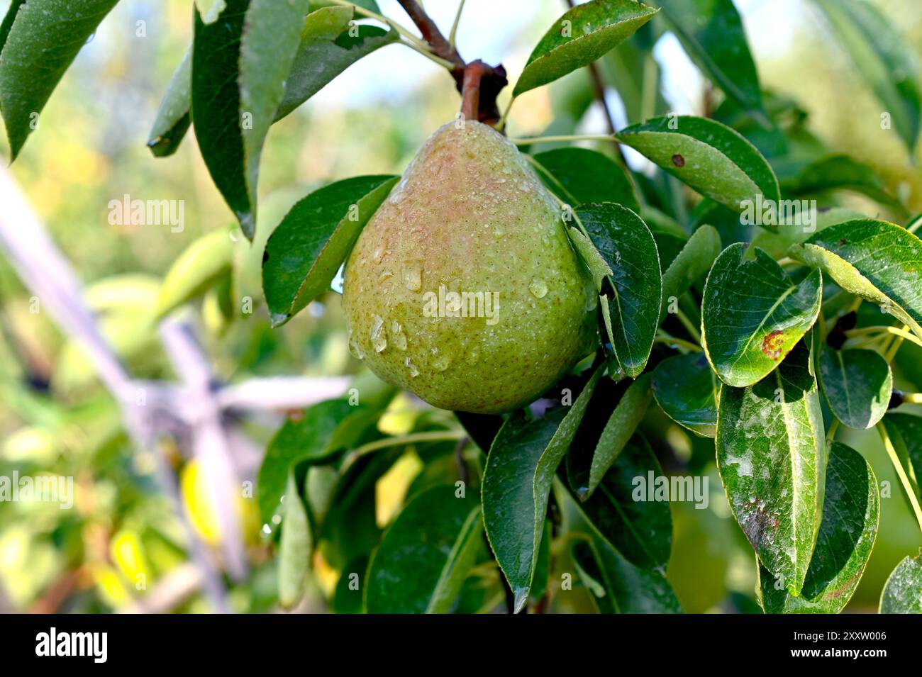 The unripe pears on the tree in orchard. Droplets on the fruits ...