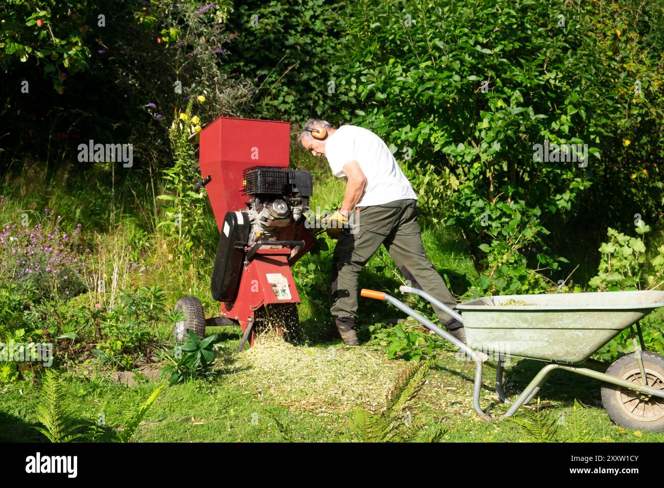 Older man working using garden shredder machine to cut up pruned ...