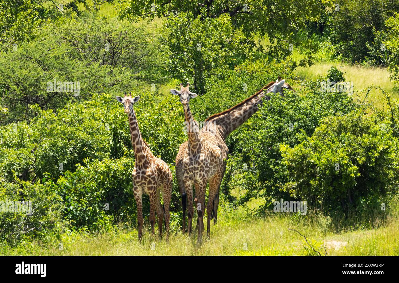 Salt licks hi-res stock photography and images - Alamy
