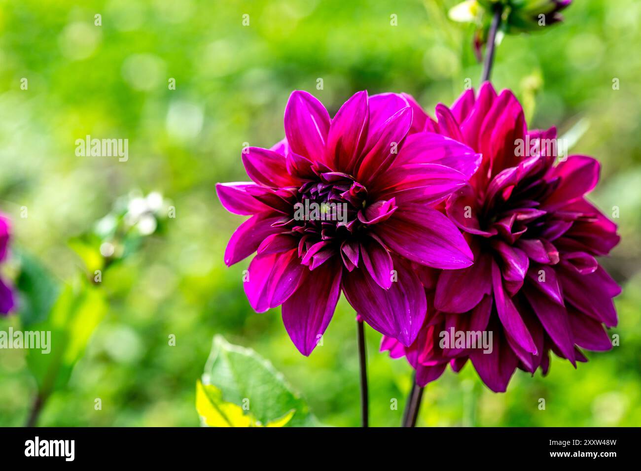 Thomas ederson hi-res stock photography and images - Alamy