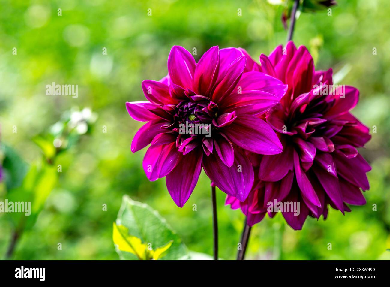 Thomas ederson hi-res stock photography and images - Alamy