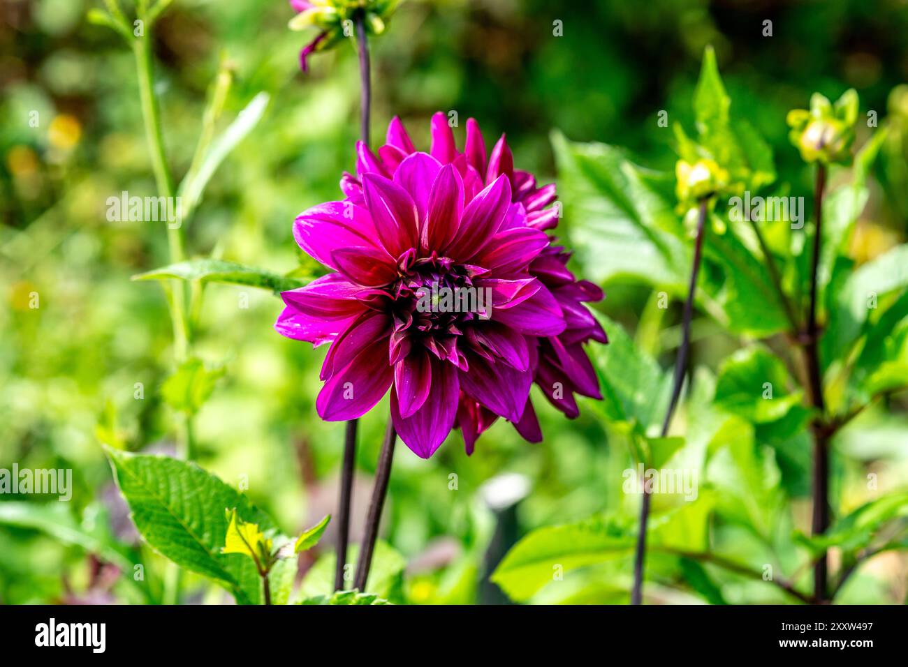 Thomas ederson hi-res stock photography and images - Alamy