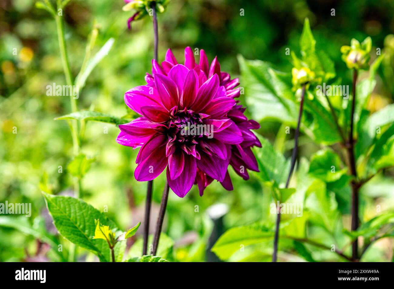 Thomas ederson hi-res stock photography and images - Alamy
