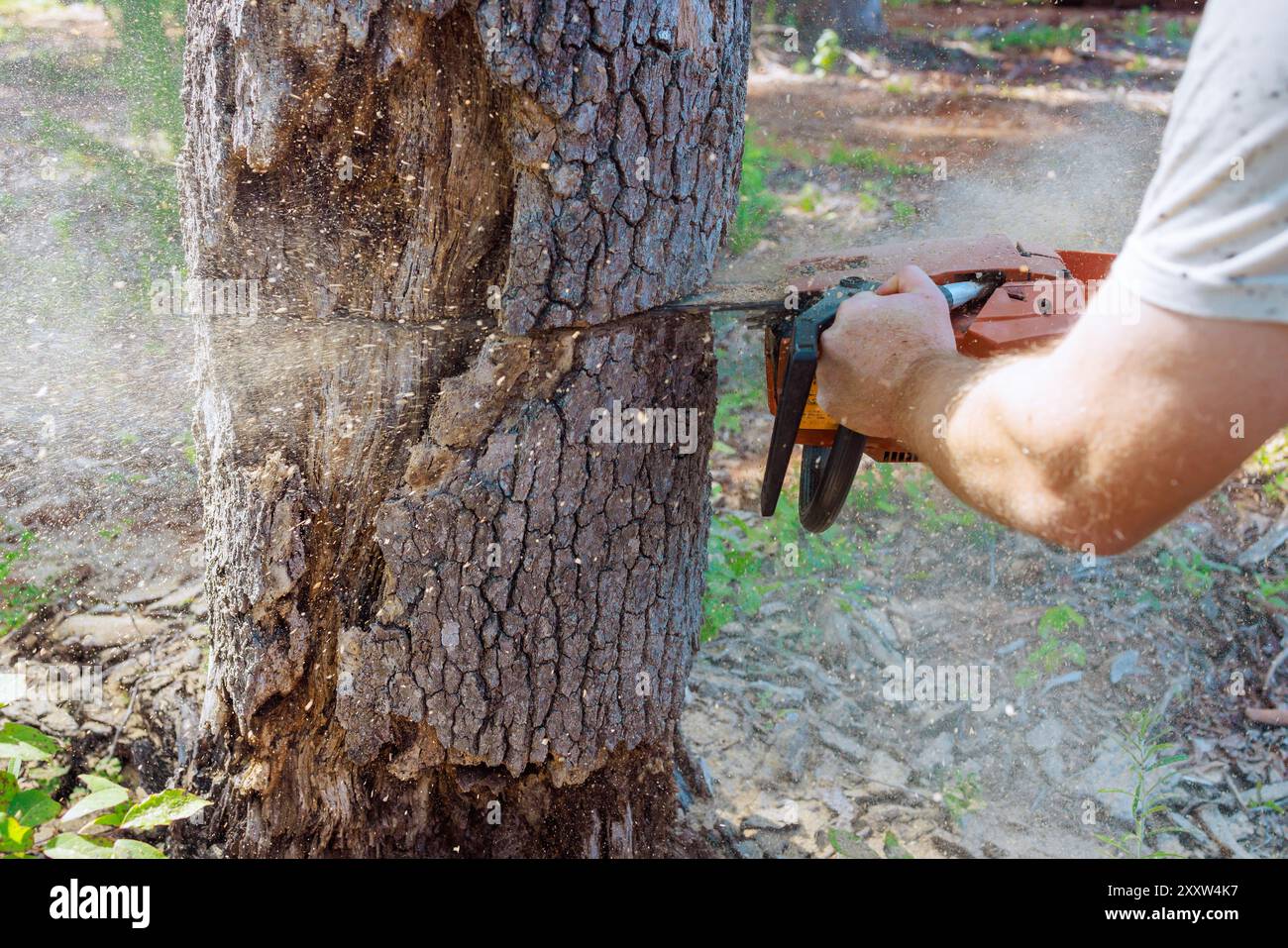 Forest worker saws down an old, damaged large tree with chainsaw during ...