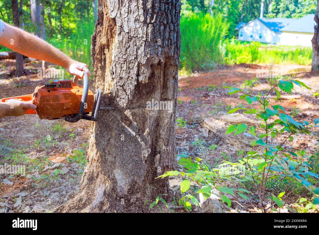 Chain sawing old damaged large trees by forest worker performing ...