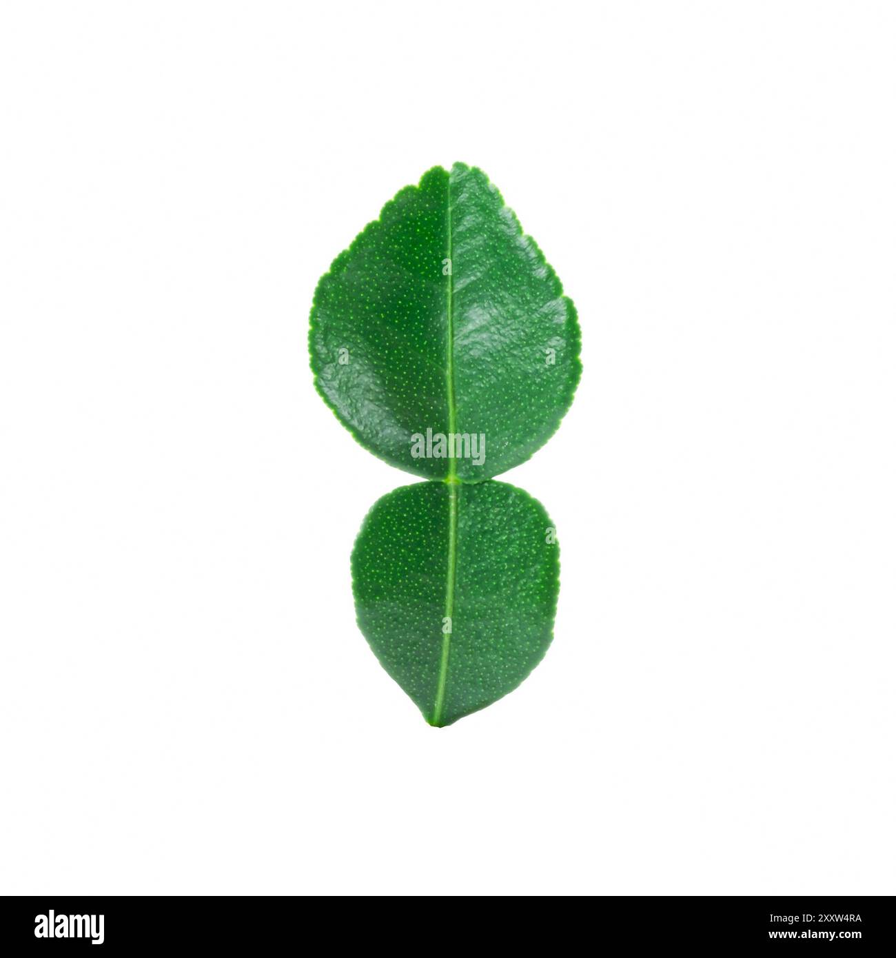Kaffir lime leaf close up on white background Stock Photo - Alamy