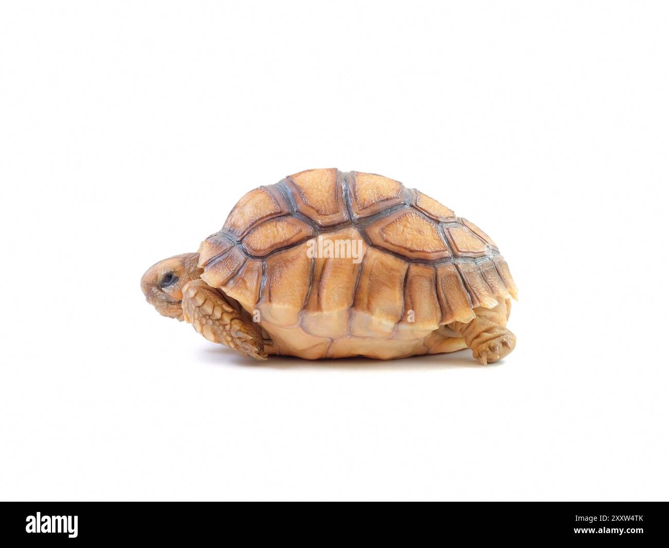 The sulkata newborn turtle isolated on white background Stock Photo - Alamy
