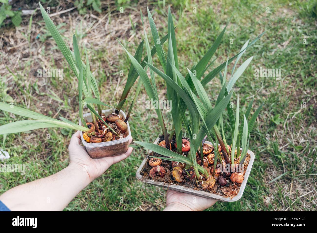 Woman hand planting sprouted hi-res stock photography and images - Alamy